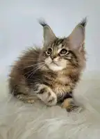 Female Escorts in Slidell, Louisiana - Skip the Games